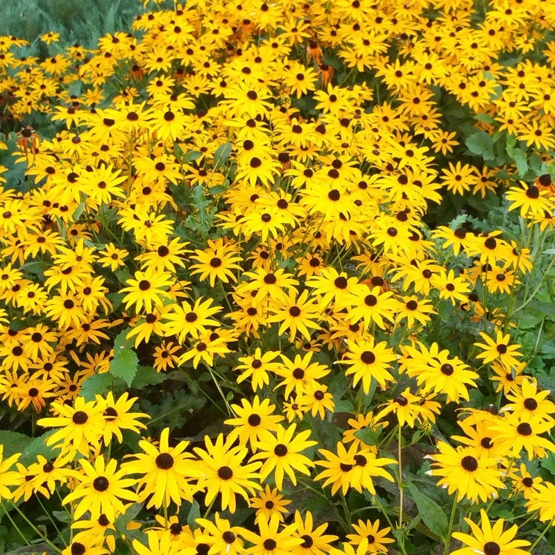 Affordable Luxury: Buy Goldsturm Black Eyed Susan at Low Prices Online ...